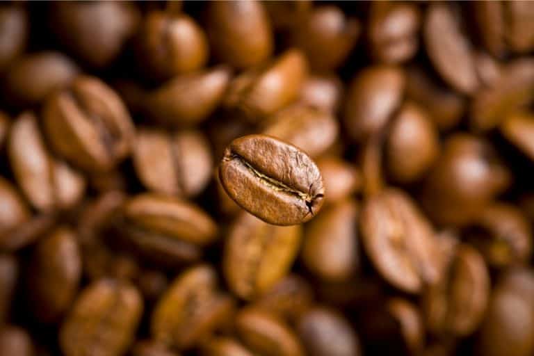 Different Types Of Coffee Beans: The Ultimate Guide | Creators Of Coffee