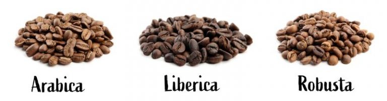 Different Types Of Coffee Beans: The Ultimate Guide | Creators Of Coffee